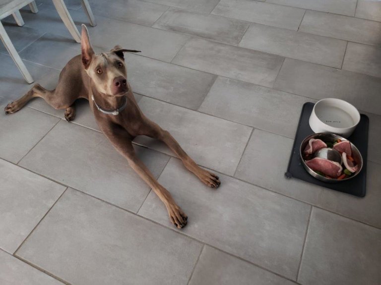 PermaStay® Ear Implantation for Pets - Neuticles