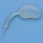 UltraPlus with Epididymis - Neuticles