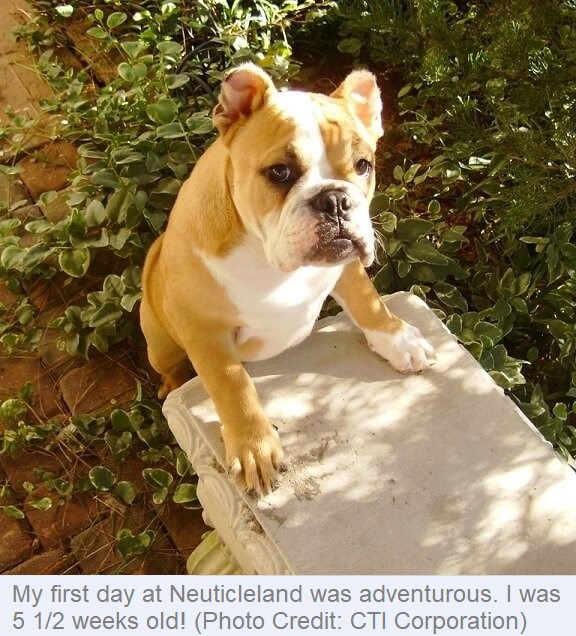 Humphrey Speaks - Neuticles